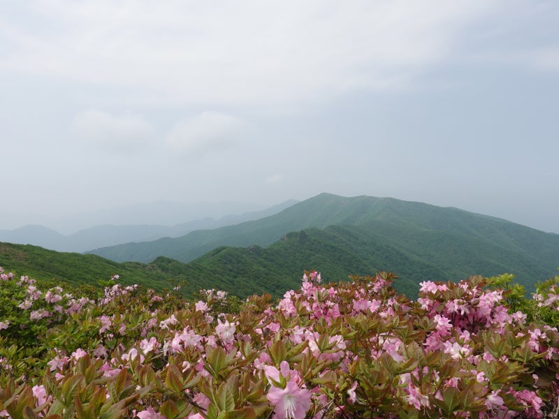 소백산국망봉비로봉철쭉산행등산코스어의곡환종주 소백산 조망이 없으면 소백산 철쭉에 집중하라 네이버 블로그