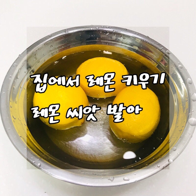 마트에서 파는 레몬 키우기 집에서 레몬씨앗 발아 네이버 블로그