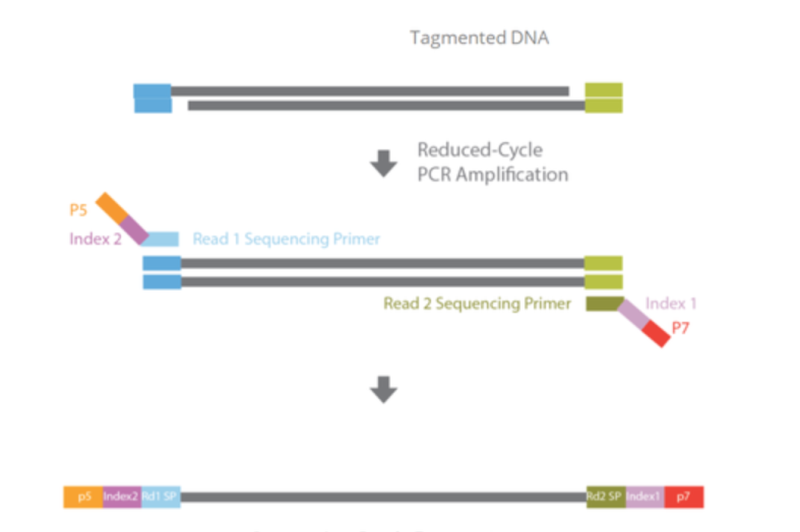 library amplification Truseq vs Smartseq : 네이버 블로그