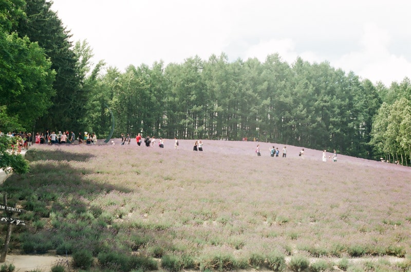 여름 삿포로, 비에이 : 야시카 FX-3, 삿포로여행, 후라노여행 : 네이버 블로그