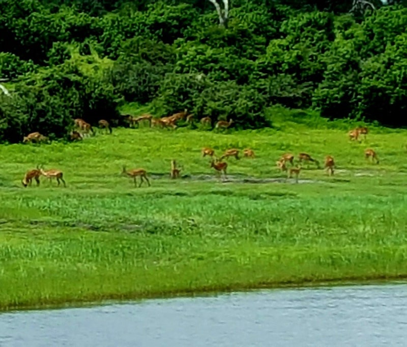 사향노루 이야기 : 네이버 블로그