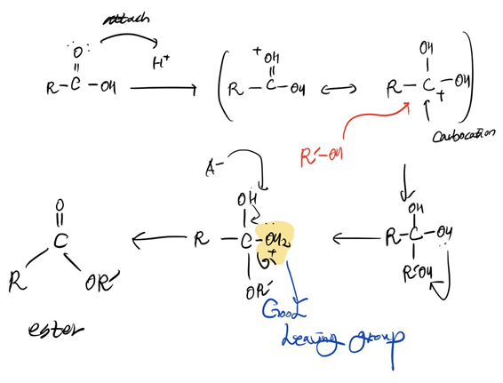 (유기화학)Esterification(Menthol), TLC(Thin layer Chromatography), Column ...