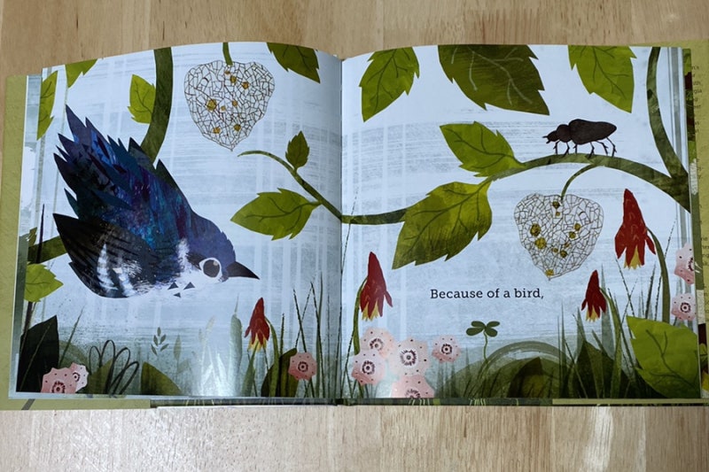 (영어원서)자연관찰 영어그림책 / 감성 영어동화 Because of an acorn : 네이버 블로그