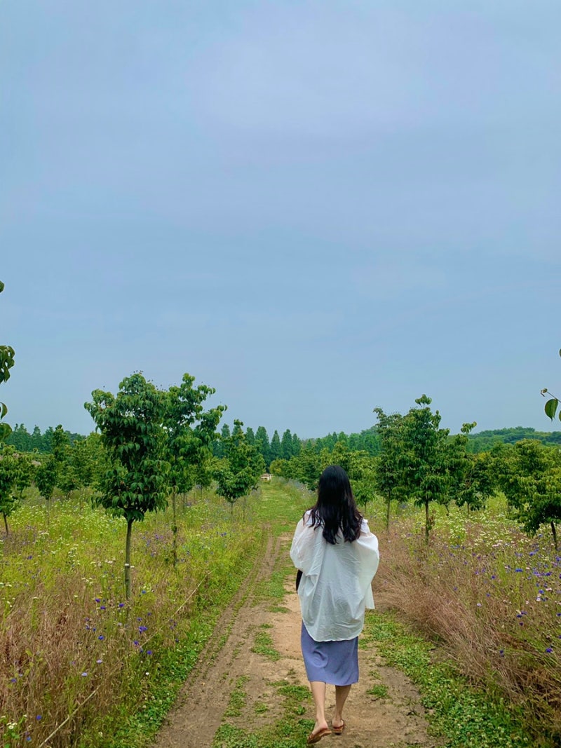 당진 아그로랜드 태신목장 수레국화 가볼만한곳 ♥ 네이버 블로그