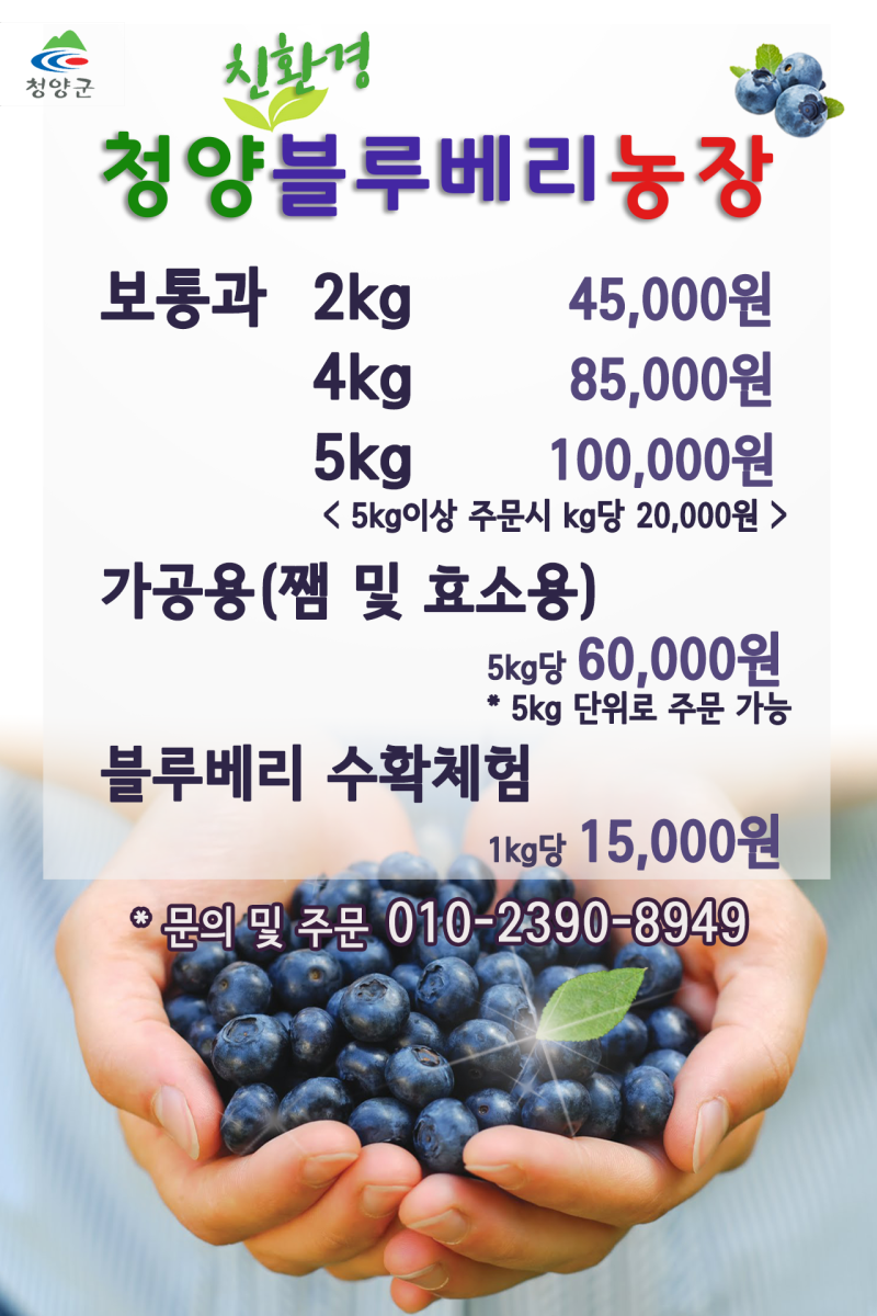 친환경블루베리체험 친환경청양블루베리 블루베리농장 네이버 블로그