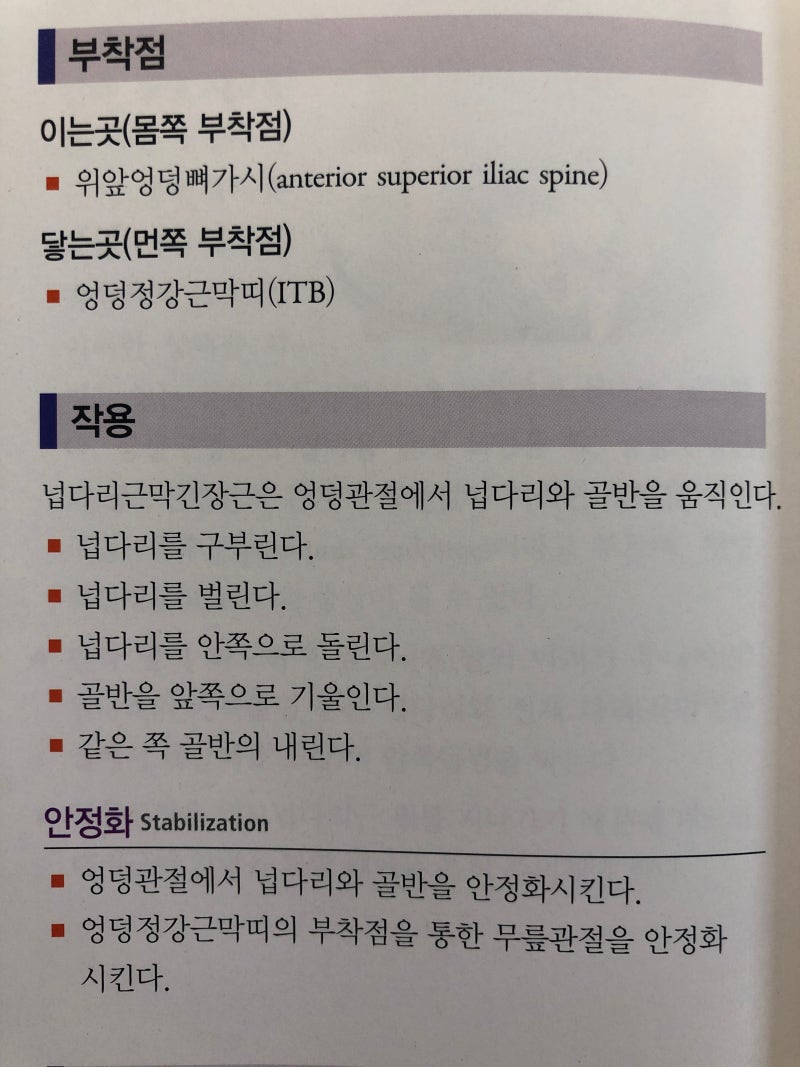 중둔근gmed과 대퇴근막장근tfl 관계 대퇴근막장근 개입 줄인 중둔근 운동 방법 네이버 블로그