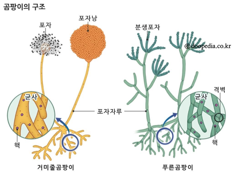일반생물학실험 곰팡이의 관찰 네이버 블로그