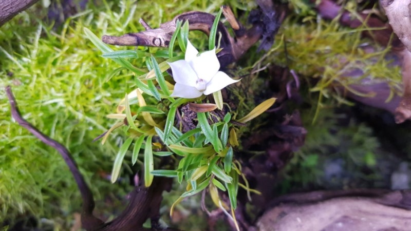 테라리움 오키다리움 비바리움에 어울리는 난초 Dendrobium subuliferum 꽃 : 네이버 블로그