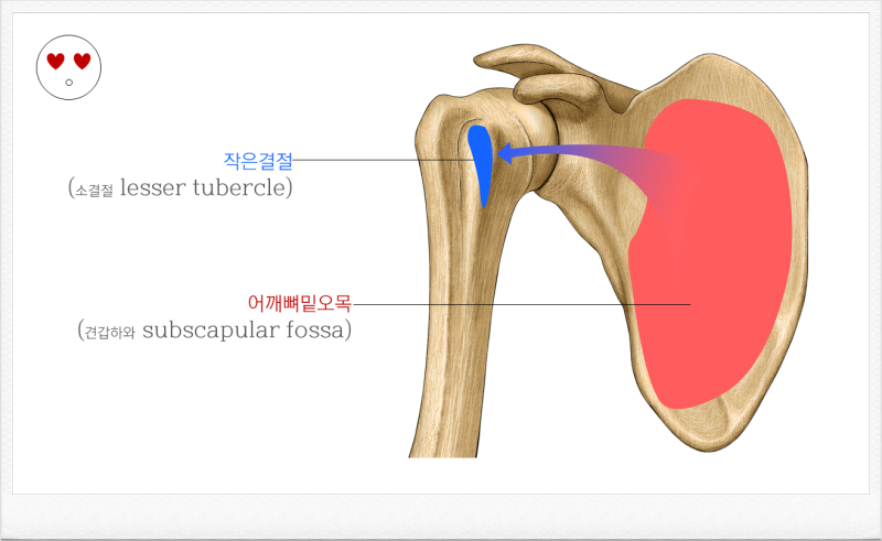 해부학 근육학 어깨근육shoulder Muscle 어깨밑근견갑하근ㆍsubscapularis 네이버 블로그