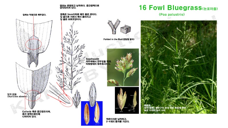 Fowl Bluegrass_눈포아풀 : 네이버 블로그
