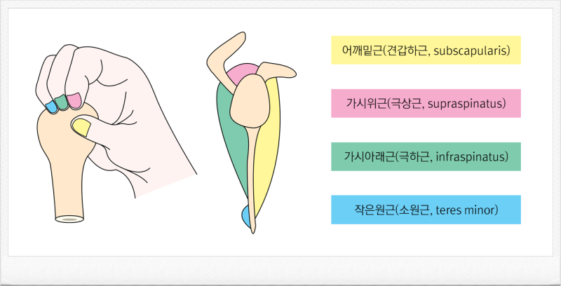 해부학 근육학 어깨근육shoulder Muscle 돌림근띠회전근개ㆍrotator Cuff 네이버 블로그
