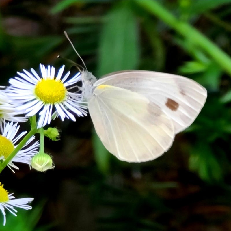 행복 : 네이버 블로그