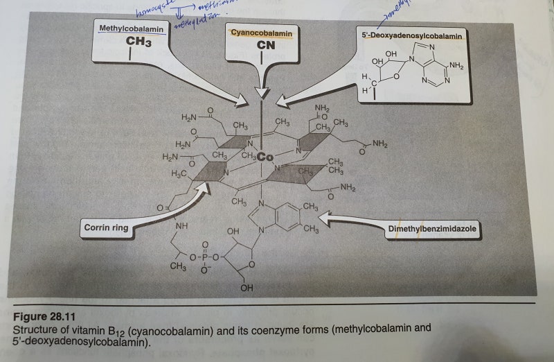 비타민 B12 형태 (1) cyanocobalamin, hydroxocobalamin , methylcobalamin ...