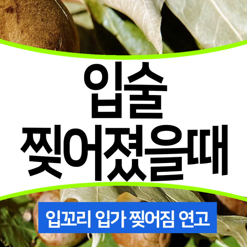 입술 찢어졌을때 찢어짐 옆 입꼬리 입가 연고 어떻게 할까 네이버 블로그
