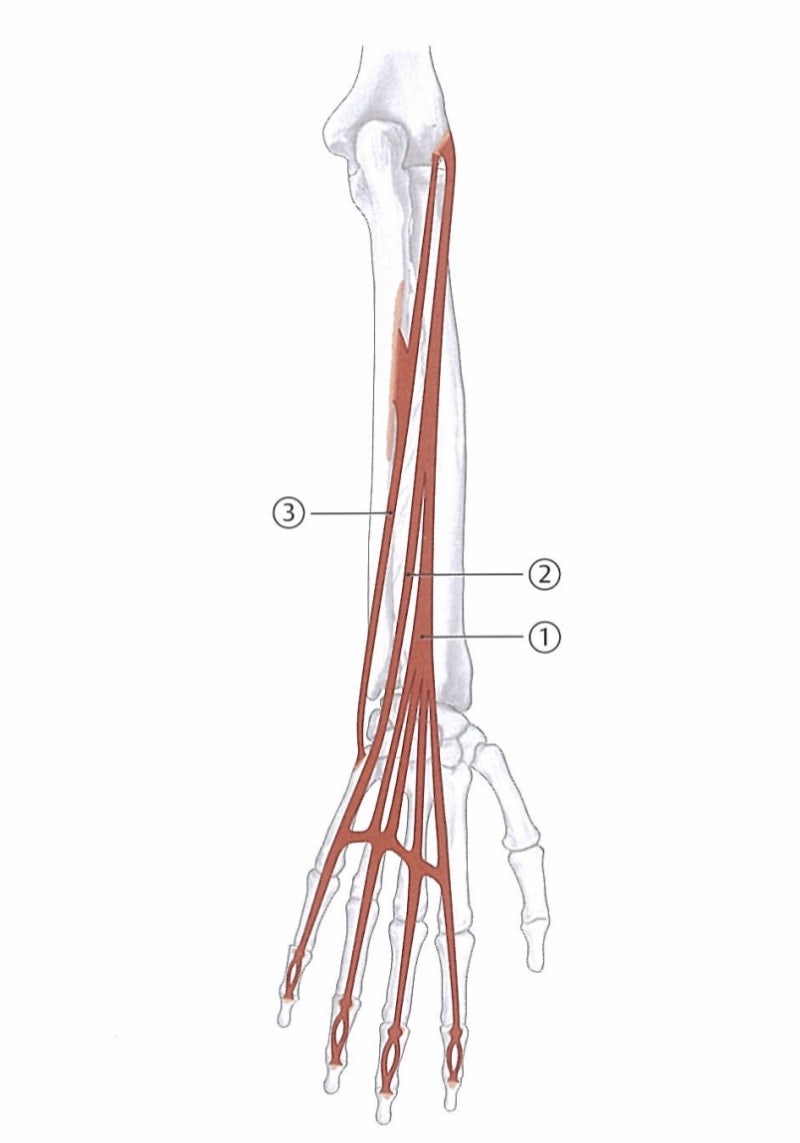 [해부학 공부]전완 천층 근육들(수지신근,소지신근,척측수근신근:extensor digitorum,extensor digiti ...