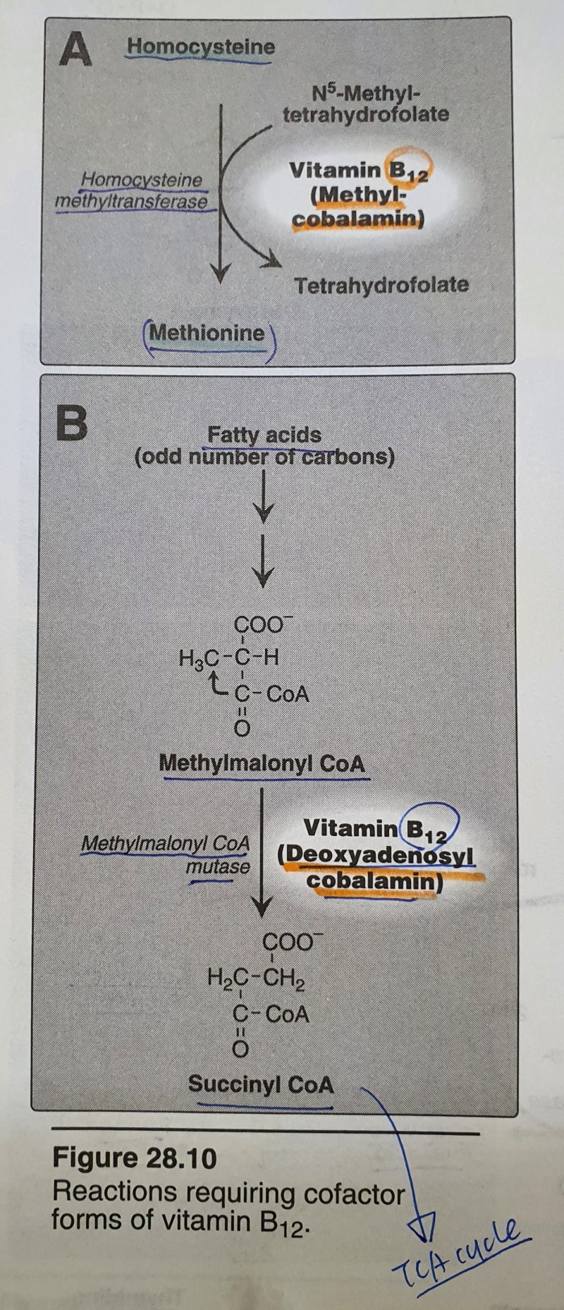 비타민 B12 형태 (1) cyanocobalamin, hydroxocobalamin , methylcobalamin ...