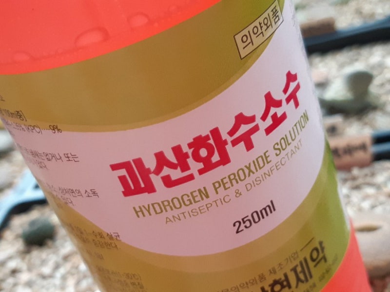 뿌리파리 퇴치빅카드 사용법작은뿌리파리성충유충 동영상끈끈이 트랩과산화수소수감자뿌리파리 박멸 네이버 블로그