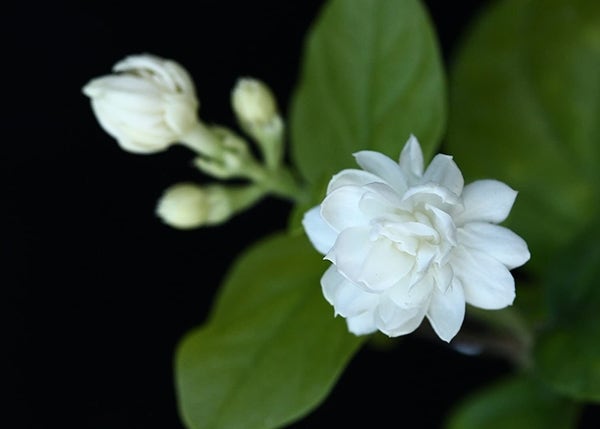 아라비안 자스민(Jasmine Sambac) 품종 : 네이버 블로그