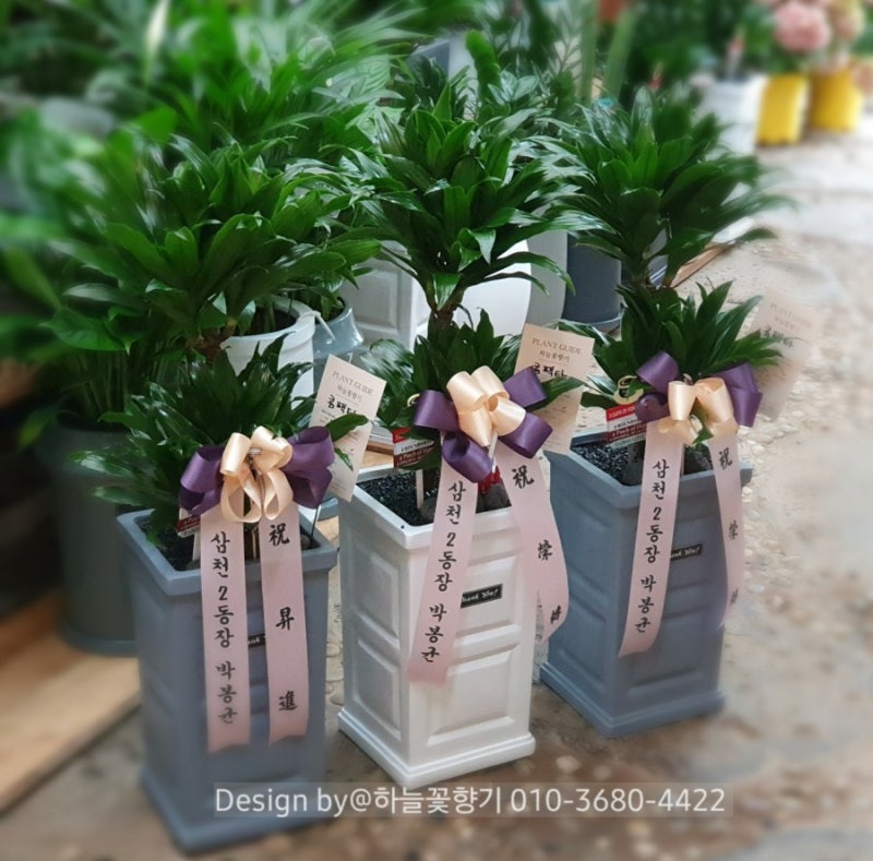 예쁜 승진 인사이동 영전 화분 호접난 꽃바구니 주민센터 동사무소 도서관 도청 시청 구청 의회 당선 취임 축하 선물 꽃배달 완주
