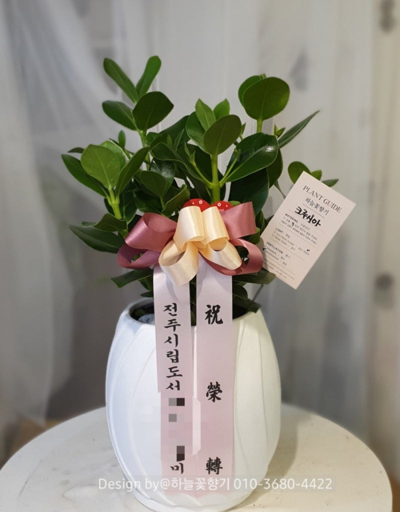 예쁜 승진 인사이동 영전 화분 호접난 꽃바구니 주민센터 동사무소 도서관 도청 시청 구청 의회 당선 취임 축하 선물 꽃배달 완주