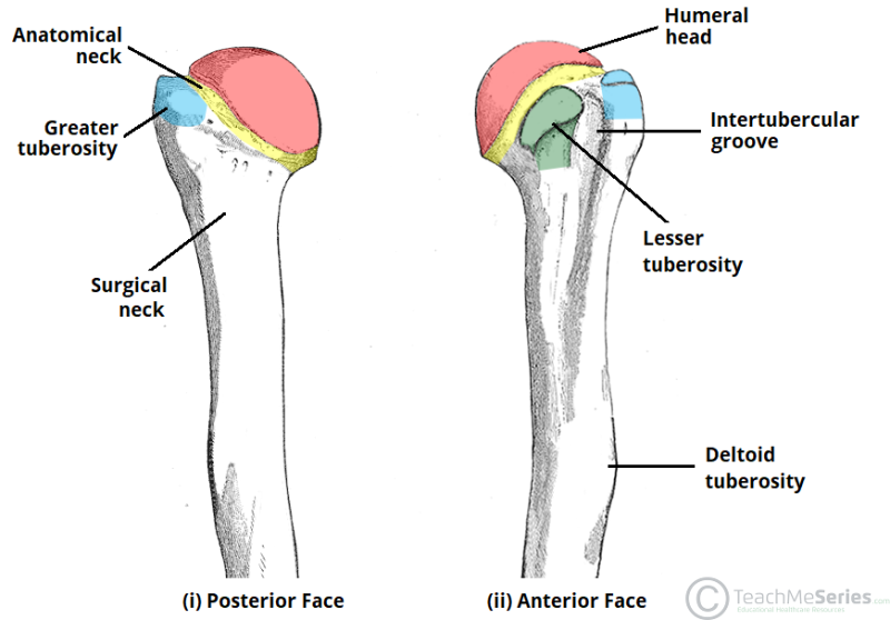 광배근(Latissimus dorsi) : 네이버 블로그