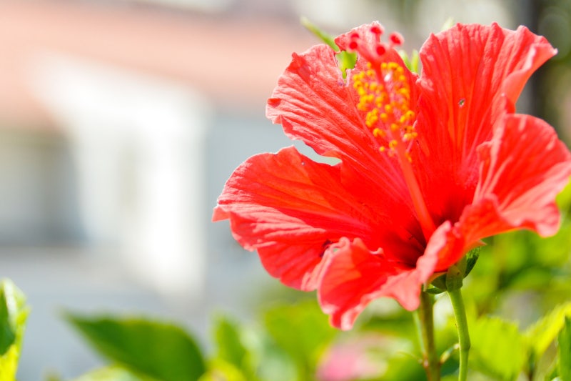 히비스커스 차 효능 다이어트 피부에 좋은 티백 먹는법 Hibiscus 네이버 블로그