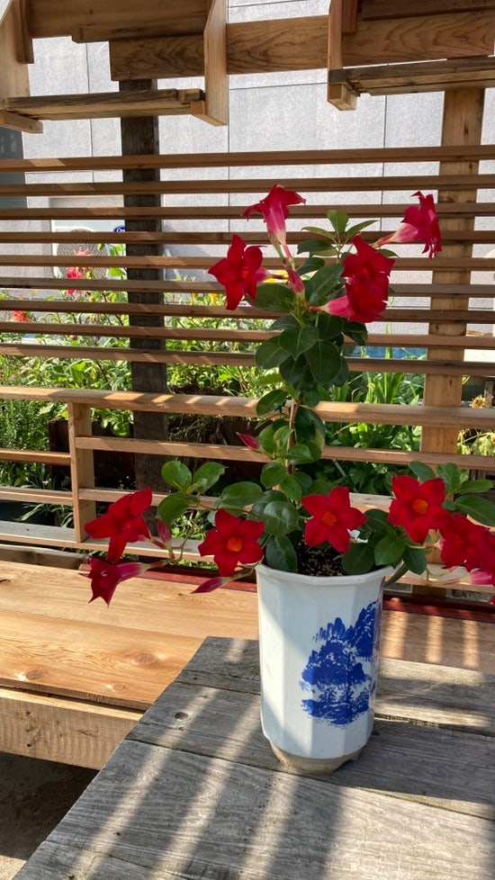 만다빌레 : 네이버 블로그