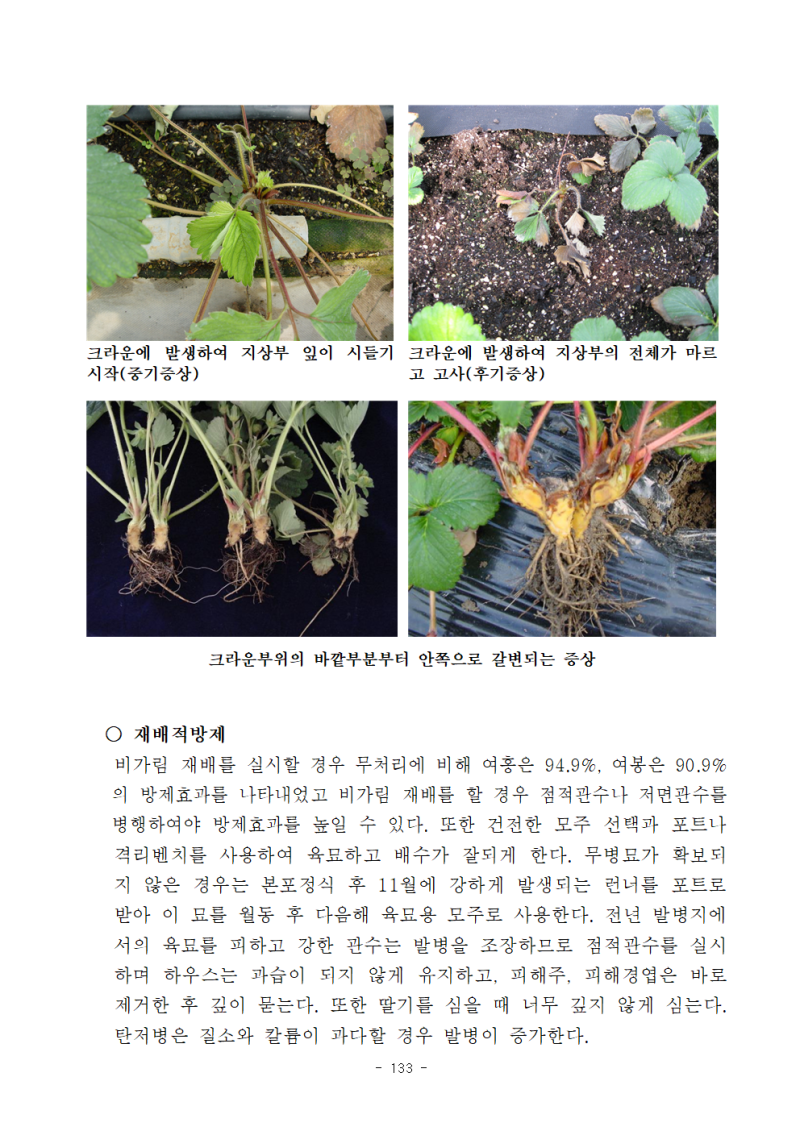 딸기 병해충 방제탄저병꽃곰팡이 시들음병역병눈마름병응애작은뿌리파리선충 네이버 블로그