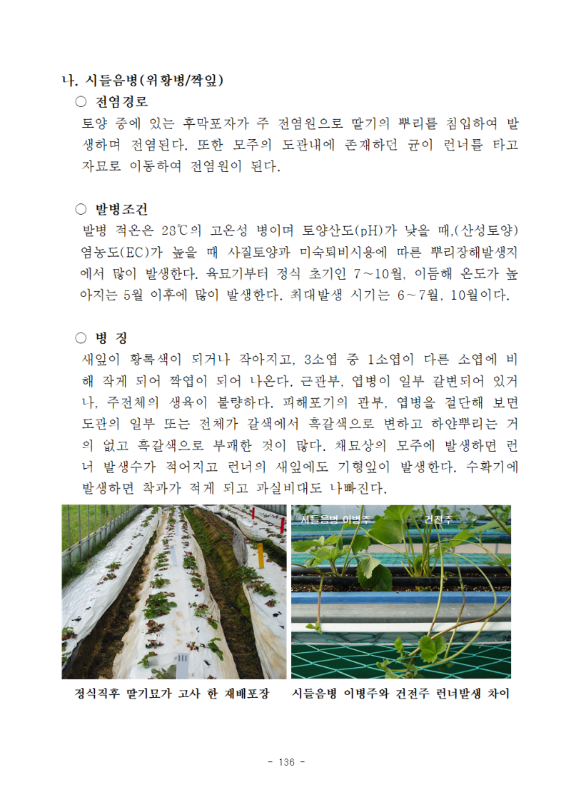 딸기 병해충 방제탄저병꽃곰팡이 시들음병역병눈마름병응애작은뿌리파리선충 네이버 블로그