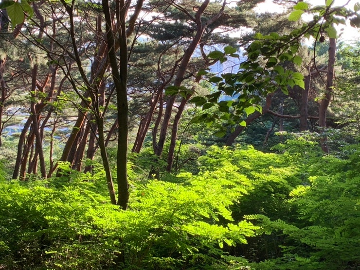 팔달산 트레킹 코스 수원역 경기도청 화성 광교중앙역 무지개 본날 네이버 블로그
