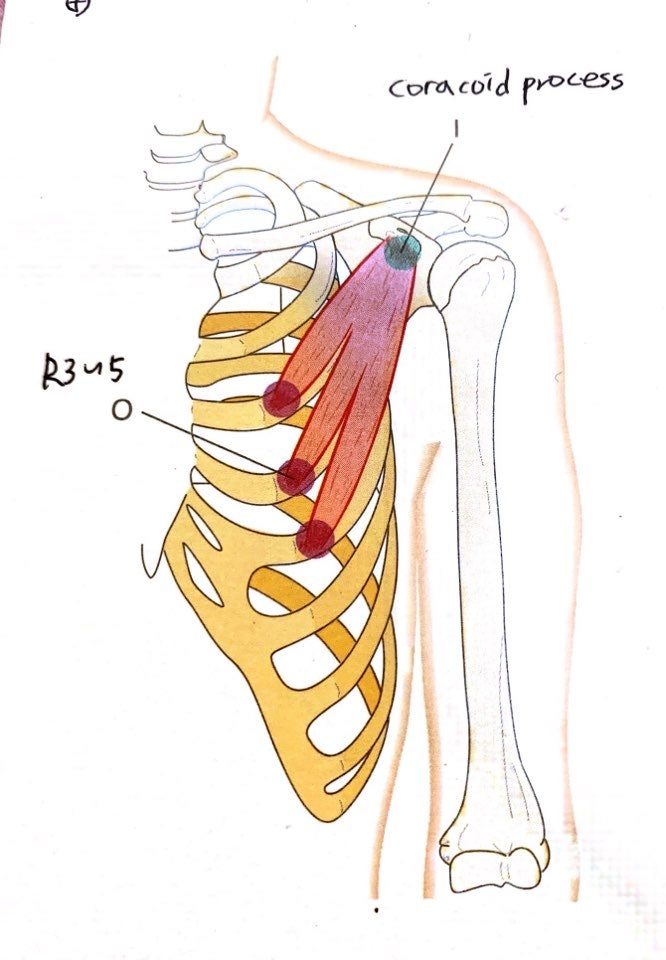 어깨뼈 내밈 (견갑골 전인, Scapular protraction) : 네이버 블로그
