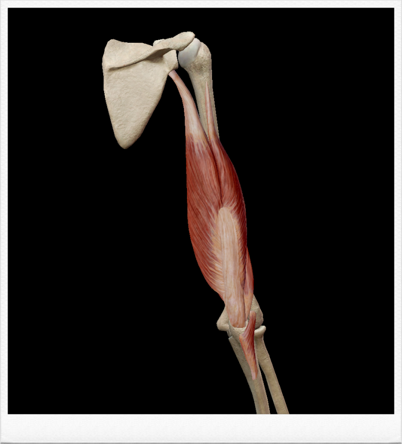 해부학 근육학 위팔근육arm Muscle 전체보기overview 네이버 블로그