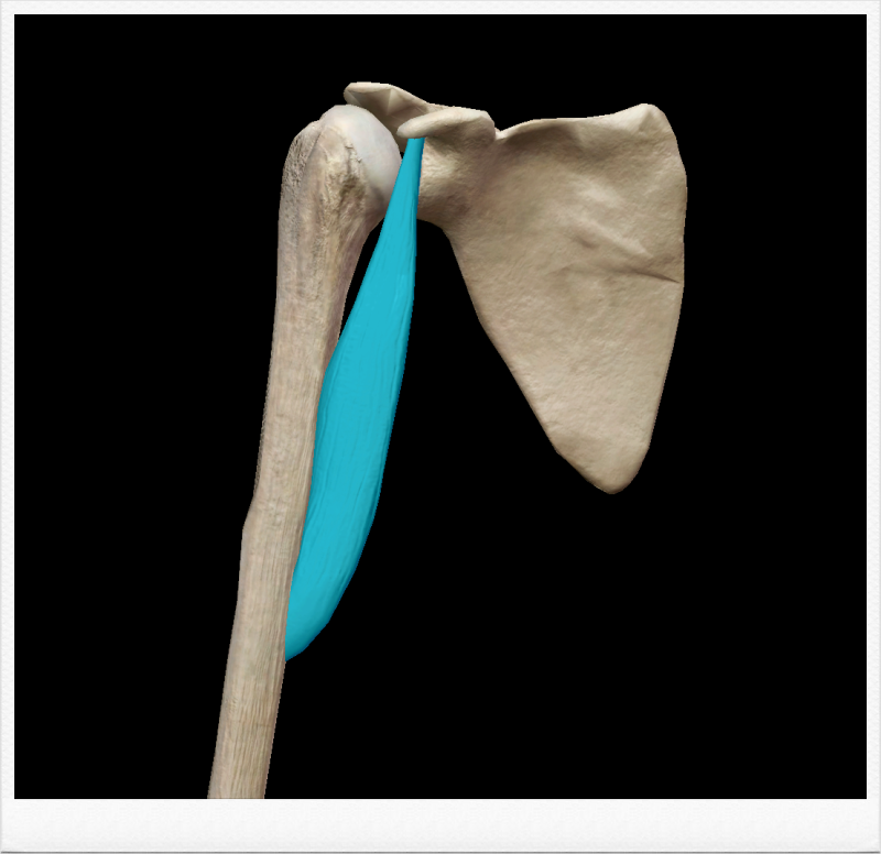 해부학 근육학 위팔근육arm Muscle 앞칸 부리위팔근오훼완근ㆍcoracobrachialis 네이버 블로그