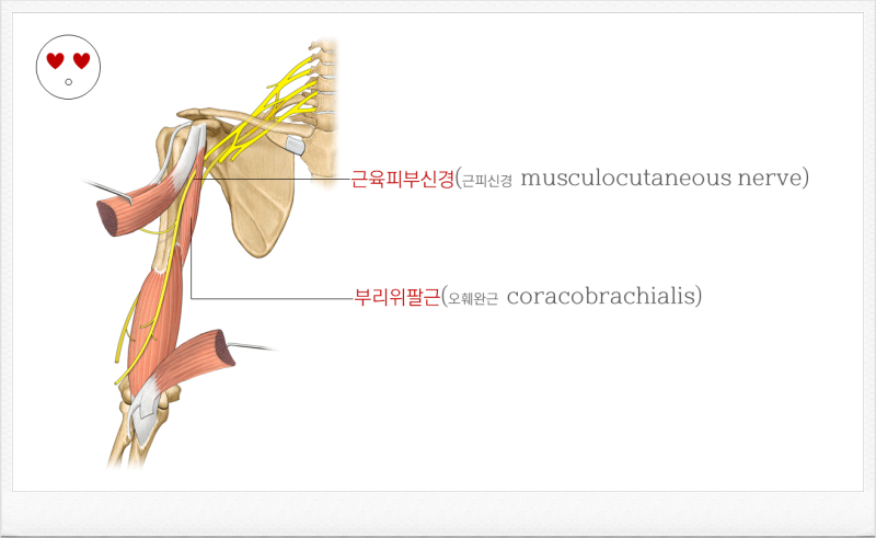 해부학 근육학 위팔근육arm Muscle 앞칸 부리위팔근오훼완근ㆍcoracobrachialis 네이버 블로그