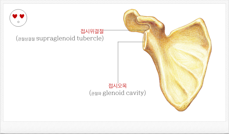 해부학 근육학 위팔근육arm Muscle 앞칸 위팔두갈래근상완이두근ㆍbiceps Brachii 네이버 블로그