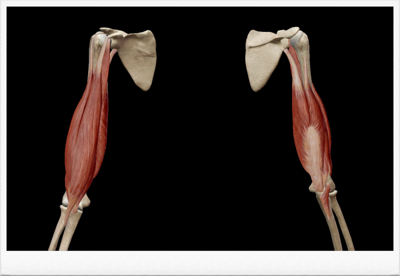 해부학 근육학 위팔근육arm Muscle 전체보기overview 네이버 블로그