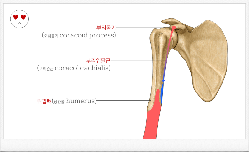 해부학 근육학 위팔근육arm Muscle 앞칸 부리위팔근오훼완근ㆍcoracobrachialis 네이버 블로그