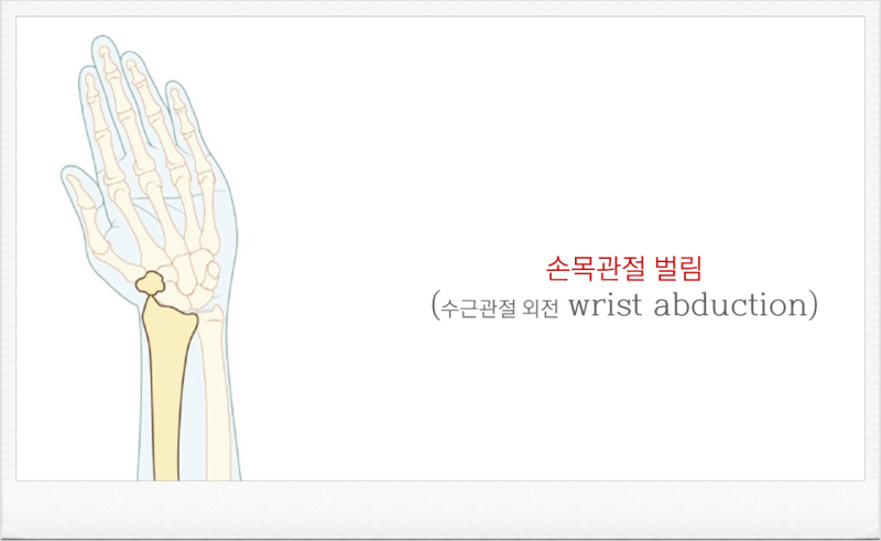 해부학 근육학 아래팔근육forearm Muscle 앞칸 노쪽손목굽힘근요측수근굴근ㆍflexor Carpi