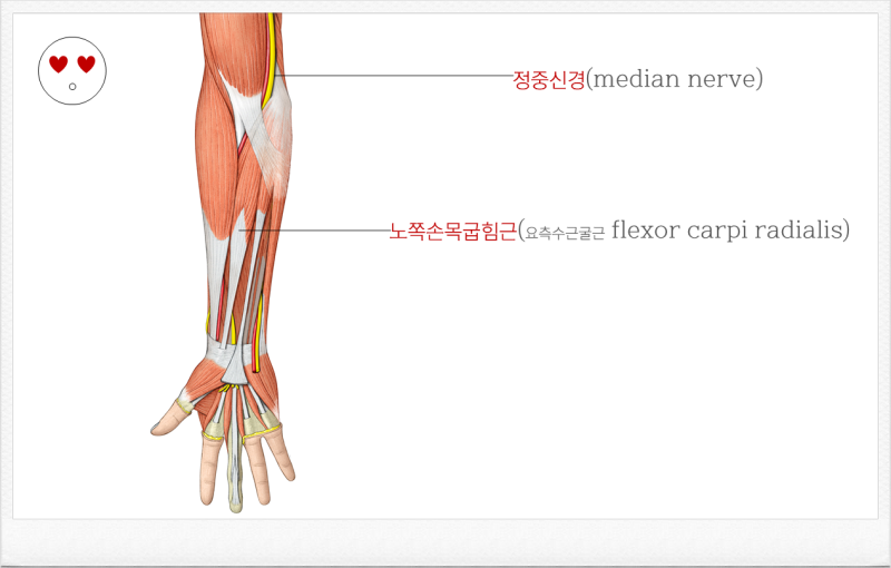 해부학 근육학 아래팔근육forearm Muscle 앞칸 노쪽손목굽힘근요측수근굴근ㆍflexor Carpi