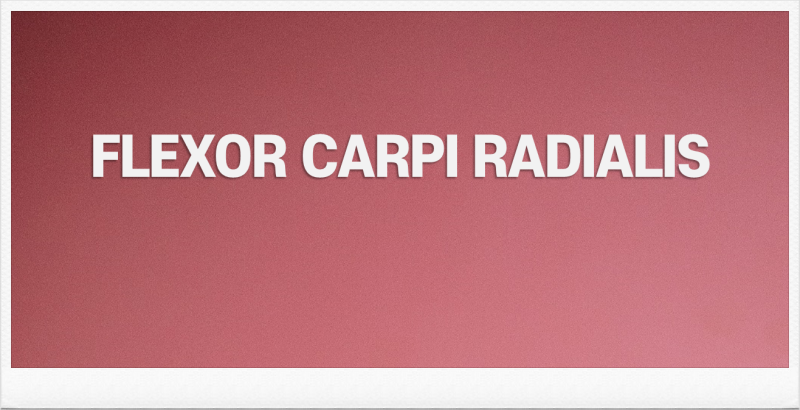 해부학 근육학 아래팔근육forearm Muscle 앞칸 노쪽손목굽힘근요측수근굴근ㆍflexor Carpi