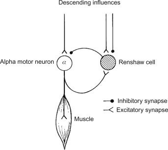 [Neuroscience] CNS 조절을 위한 억제패턴 - Recurrent inhibition : 네이버 블로그