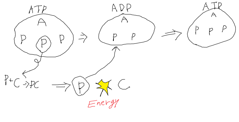 운동 생리학 - ATP-PC 시스템 : 네이버 블로그