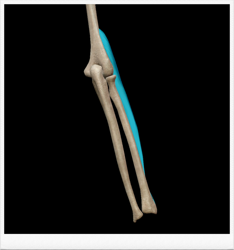 해부학 근육학 아래팔근육forearm Muscle 뒤칸 위팔노근완요골근ㆍbrachioradialis