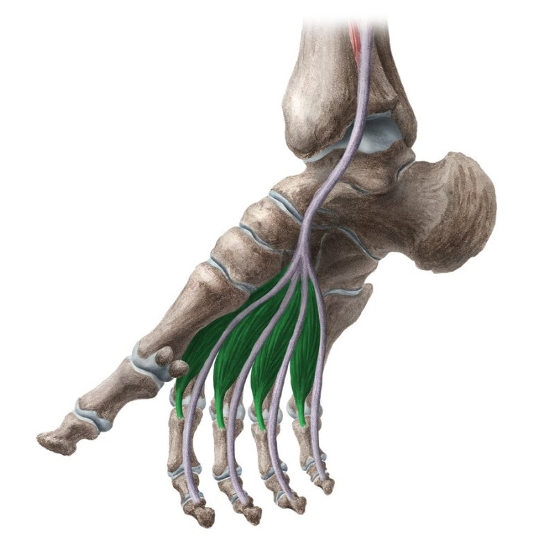 근육/하지(Lower limb)/발(Foot) : 네이버 블로그