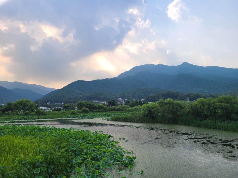 남양주 가볼만한 곳 물의정원feat애견동반 여행 네이버 블로그