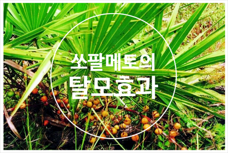 탈모에 좋은 쏘팔메토란 쏘팔메토 탈모 효과 효능 부작용 섭취방법 제품 추천 쏘팔메토 샴푸 리디아 천연샴푸바