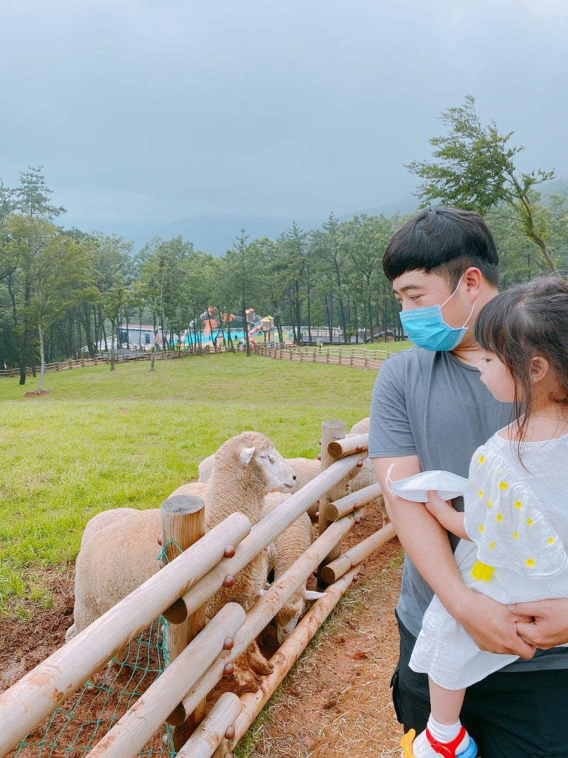 거제 숲소리공원 양떼목장 아이와 함께 힐링타임 굿 네이버 블로그