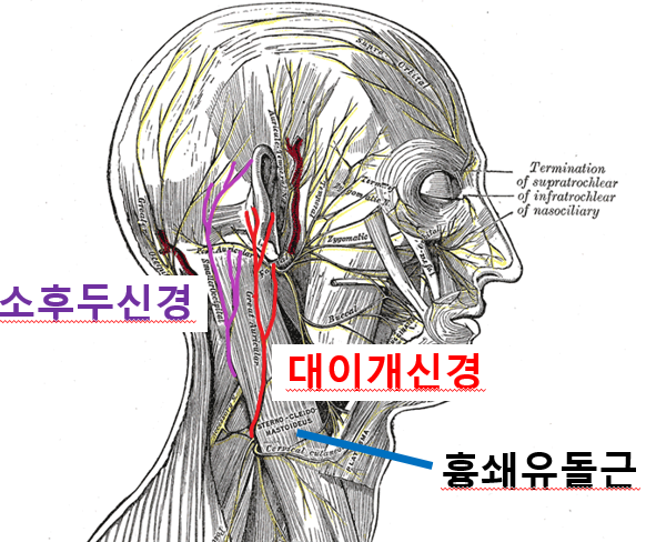 귀 뒤쪽 통증편두통 대이개신경great Auricular Nerve 소후두신경lesser Occipital