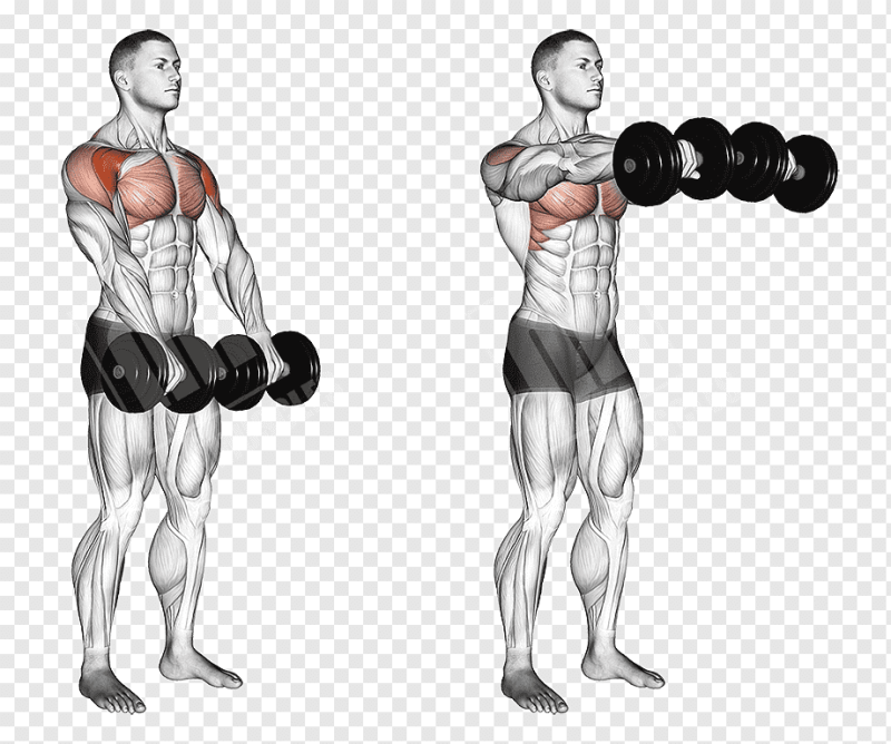 어깨 운동의 필수 프론트 레이즈 (Front raise) 어깨 운동 필수 어깨 운동 방법 청주운동 청주트레이너 청주헬스장 청주 ...