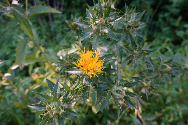 홍화 紅花 Carthami Flos : 네이버 블로그